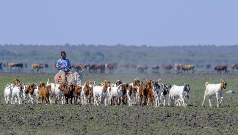How African Goats Influenced America's Breeds - Goat Journal